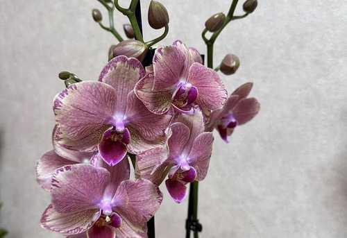 Орхидея фаленопсис Pirate picotee