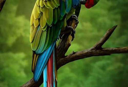 Перья попугая