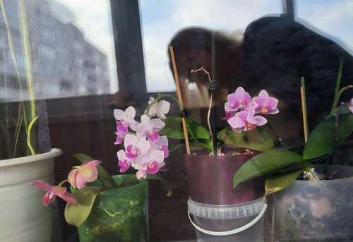 Комнатные цветы и искусственная орхидея