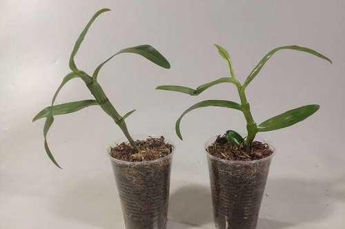Детки домашней орхидеи дендробиум Нобиле