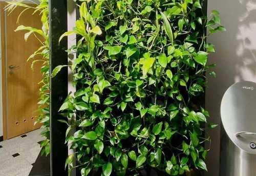 Вдохновение зеленью: стены с растениями. Арт: 2155