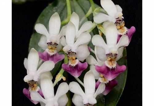 Орхидея. Фаленопсис. Phalaenopsis parishii