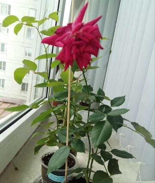 Бенгальская роза малиновая