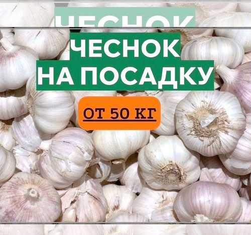 Чеснок на посадку оптом