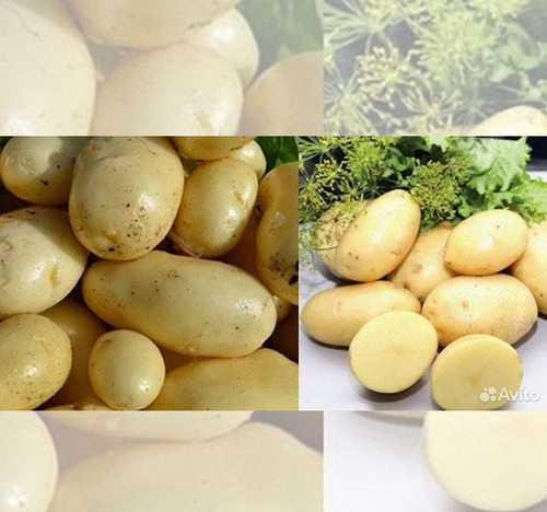 Картофель семенной импала