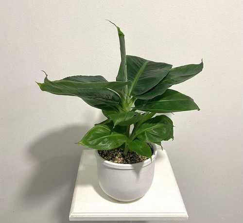 Экзотическое комнатное растение Банан Тропикана