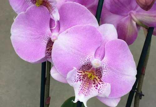 Орхидея Phal. YH0178