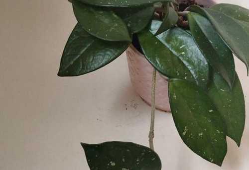 Хойя Карноза (Hoya carnosa Tricolor Exotica )