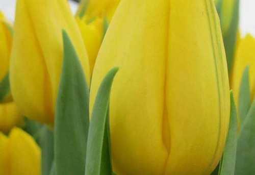 Тюльпаны к 8 марта для вашей организации
