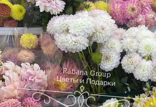 Георгины с доставкой, цветы георгины