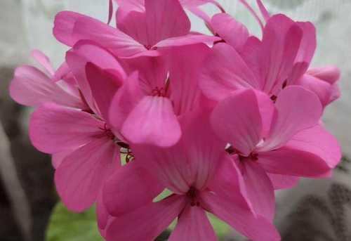 Пеларгония герань розовая