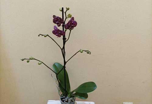 Орхидея фаленопсис 1 ст дикий кот