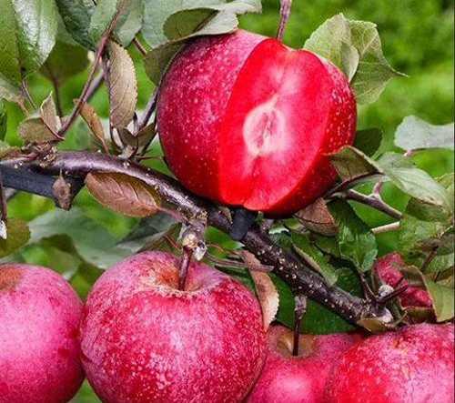 Саженцы яблони красномясой Байя Мариса