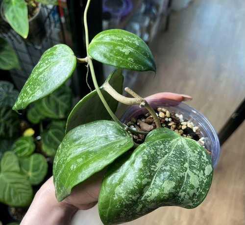 Хойя Latifolia Snow Queen
