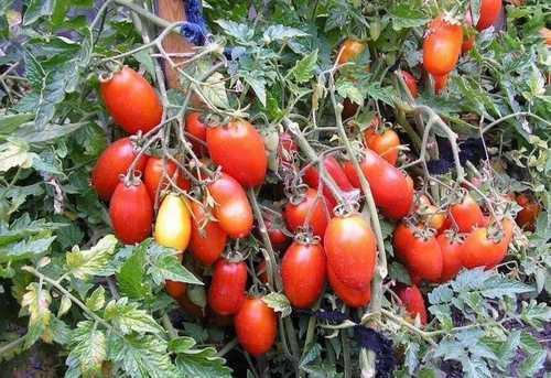 Цветущая рассада помидор Серебристая ель