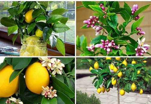 Цитрусовые - Бергамот,Мандарин, Апельсины, Лимоны