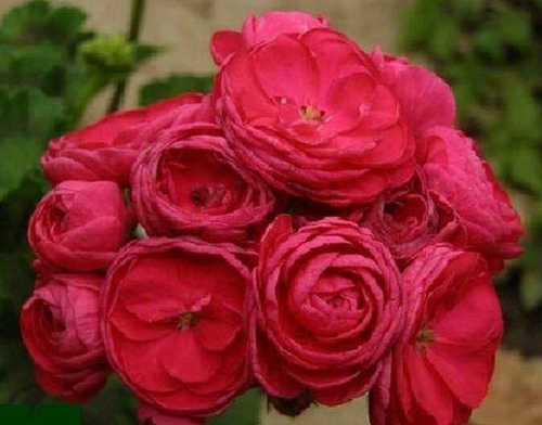 Пеларгония пак вива розита