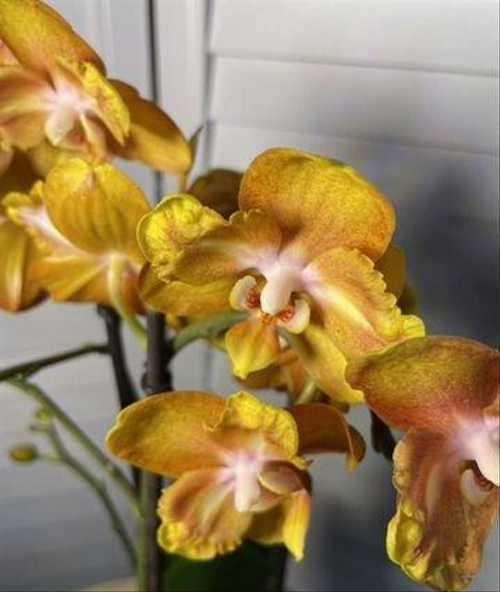 Орхидея фаленопсис Лас Вегас бантик