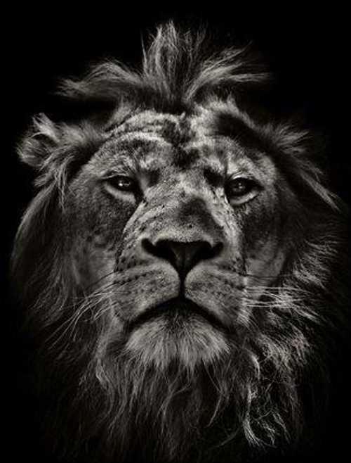 Картина из стекла «Мудрый лев»