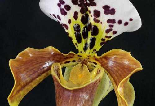 Пафиопедилум орхидея