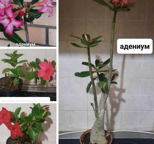 Комнатные цветы