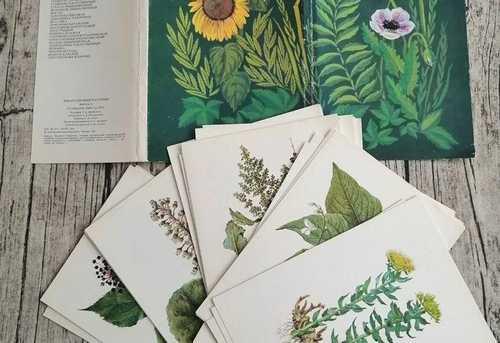 Лекарственные растения открытки