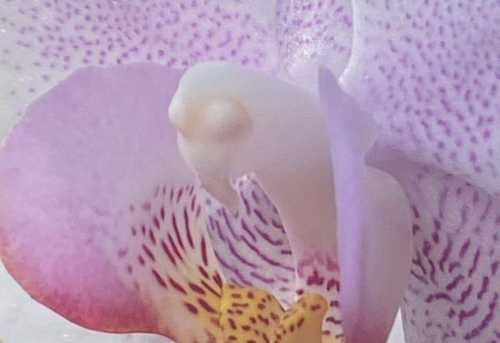 Орхидея Фаленопсис Phalaenopsis, multiflora