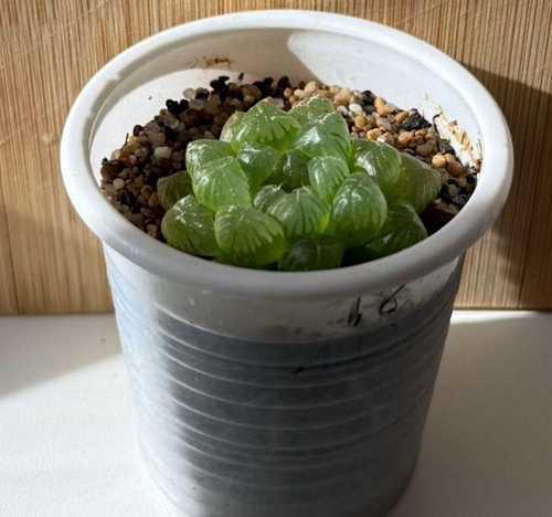 Haworthia cooperi var. truncata