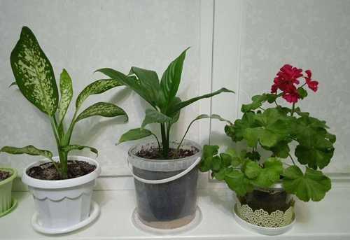 Комнатные цветы и растения