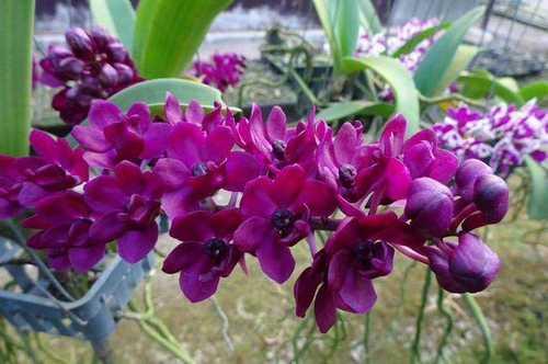 Орхидея Rhynchostylis gigantea red