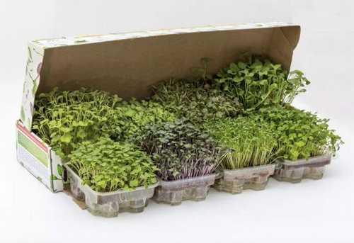 Микрозелень набор для выращивания