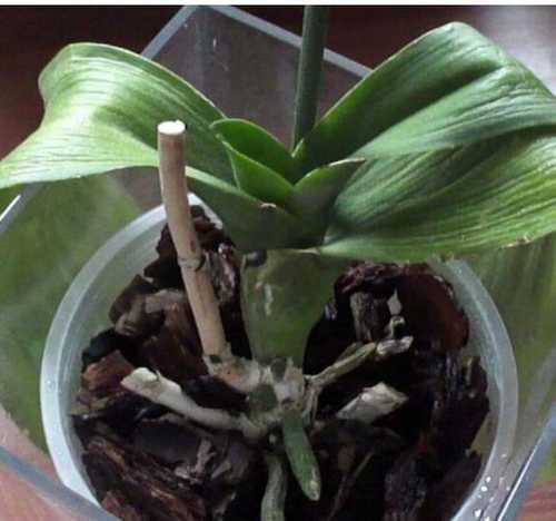 Орхидея неликвид