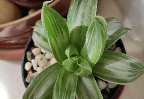 Haworthia Retusa "Milky way"