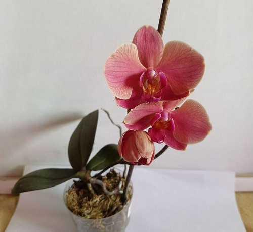 Орхидея фаленопсис Anthura Narbonne детка