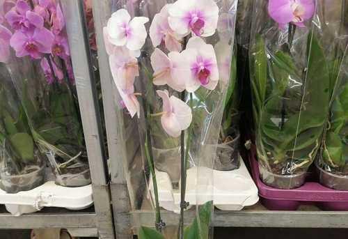 Орхидея Фаленопсис Микс 2 ст