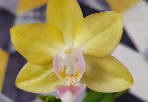 Цветущая орхидея (детка)