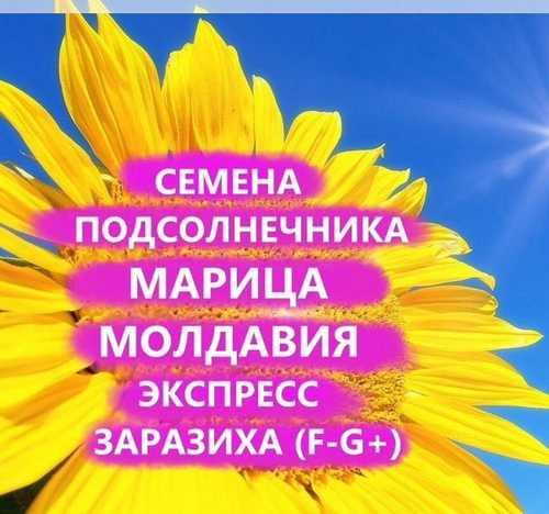 Семена подсолнечника Марица Гибрид, Воронеж