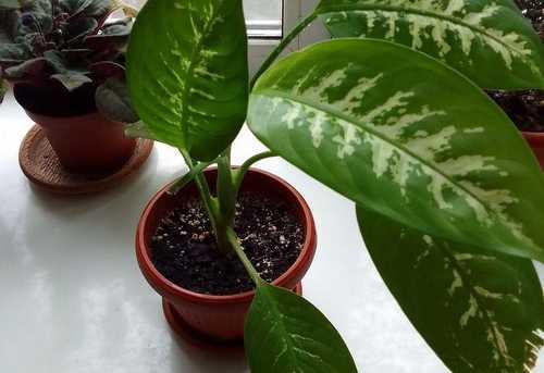 Цветок Диффенбахия (Dieffenbachia amoena)