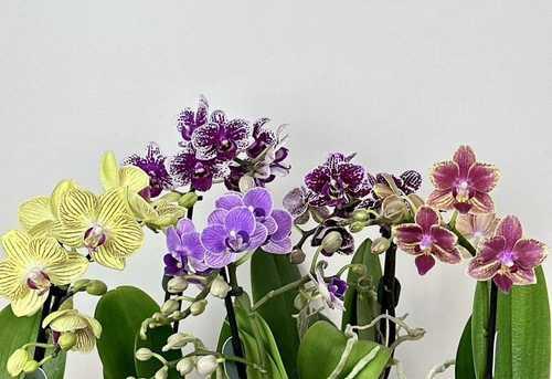 Орхидея фаленопсис мини (цветут)