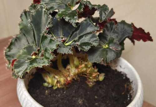 Бегония Begonia rex Black Fang