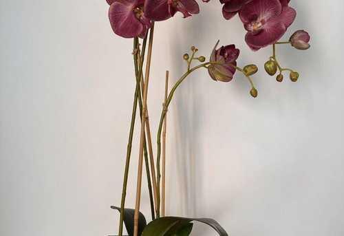 Цветы декоративные в горшке Орхидея фаленопсис