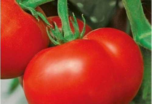 Семена урожайного томата Стреза