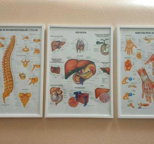 Обучающие плакаты "Анатомия"