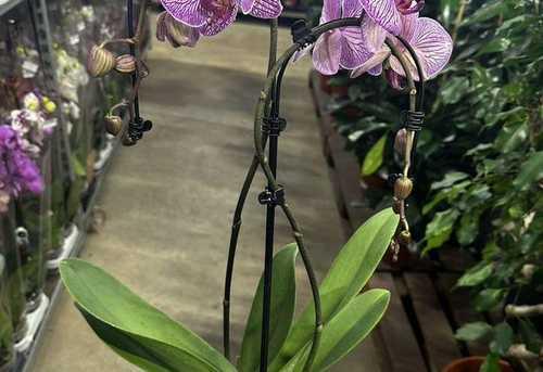 Орхидея фаленопсис Каскад 2 ствола