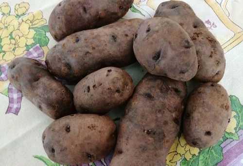 Продам фиолетовый картофель