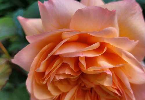 Чайногибридная роза Сурир де периге