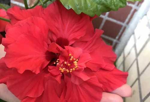 Гибискус китайская роза красный махровый