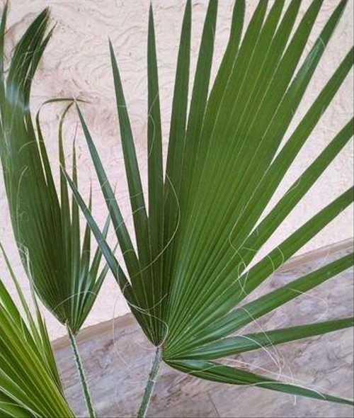 Пальма веерная вашингтония