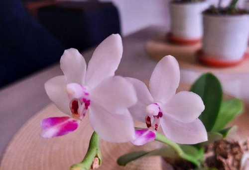 Орхидея фаленопсис Miki Micparishii