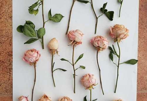 Сухоцветы розы